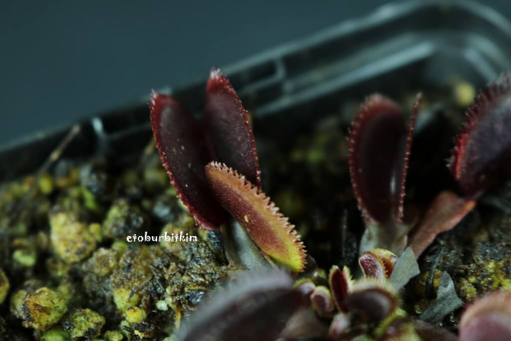 Sinek Kapan Fotoğrafları | Etobur, Bitkikim, Etobur Bitkiler