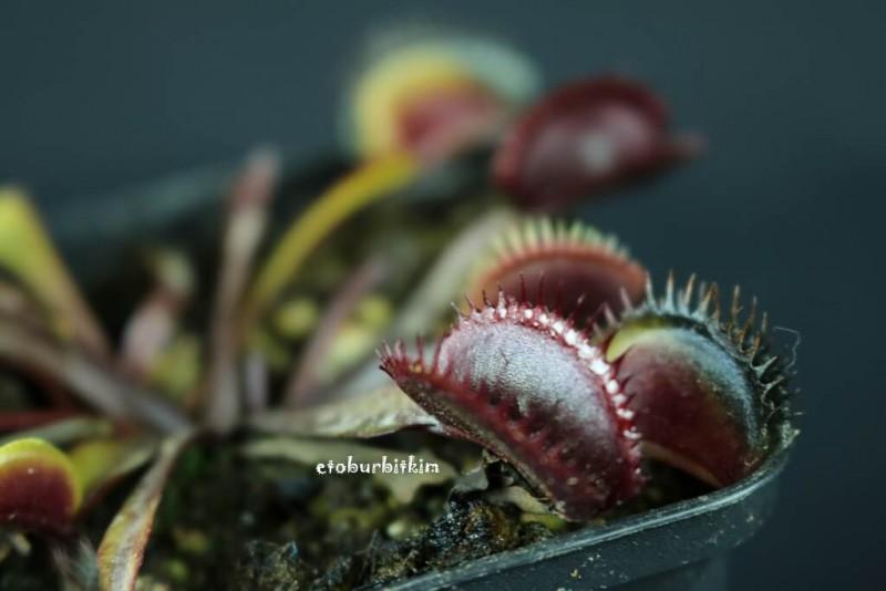 red-shark-teeth-venus-fly-trap | Etobur, Bitkikim, Etobur Bitkiler