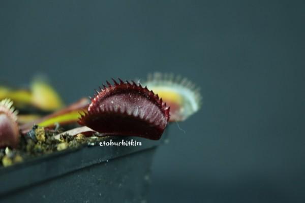 red-shark-teeth-venus-flytrap | Etobur, Bitkikim, Etobur Bitkiler